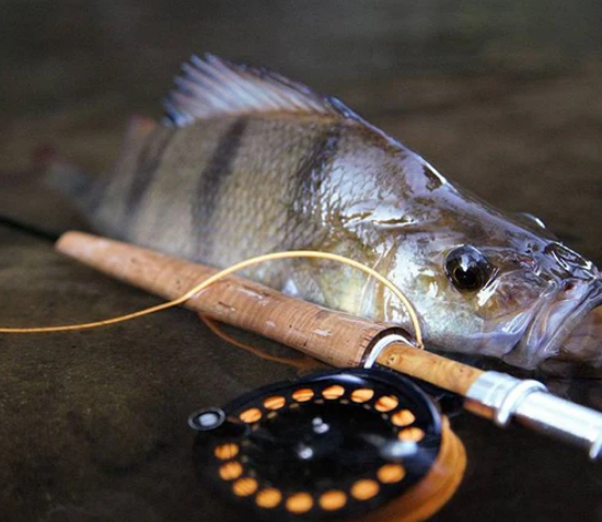 The Radical Redfin Perch - An Epic Fly Fishing Target – Fly Fishing ...